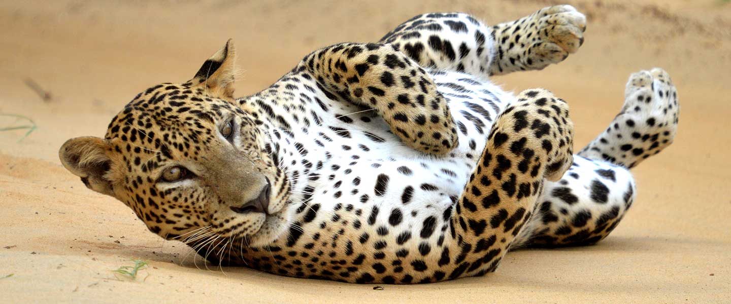 Willpattu national park | Wild Life Park | With Sri Lankan Riders